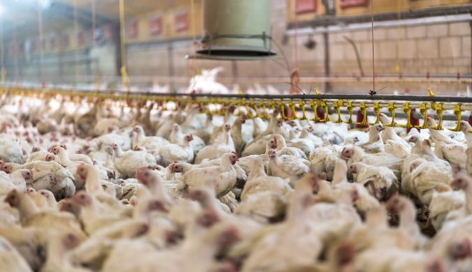 International Poultry Services – Spécialiste de la volaille